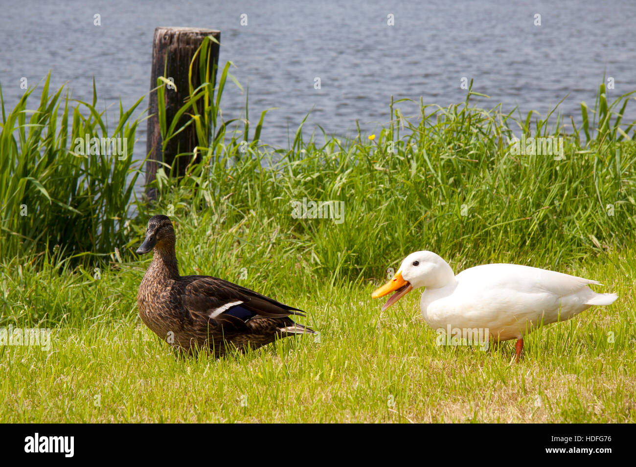 Watching two ducks hi-res stock photography and images - Alamy