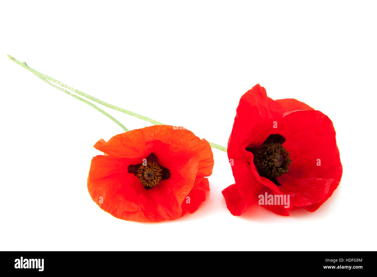 Two wild red poppy's isolated on a white background Stock Photo - Alamy