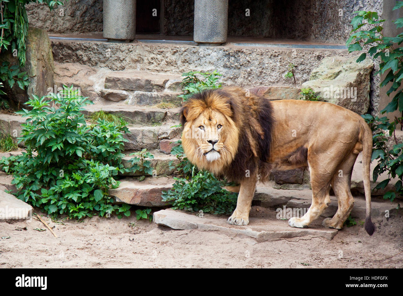 Lion watching zoo hi-res stock photography and images - Alamy