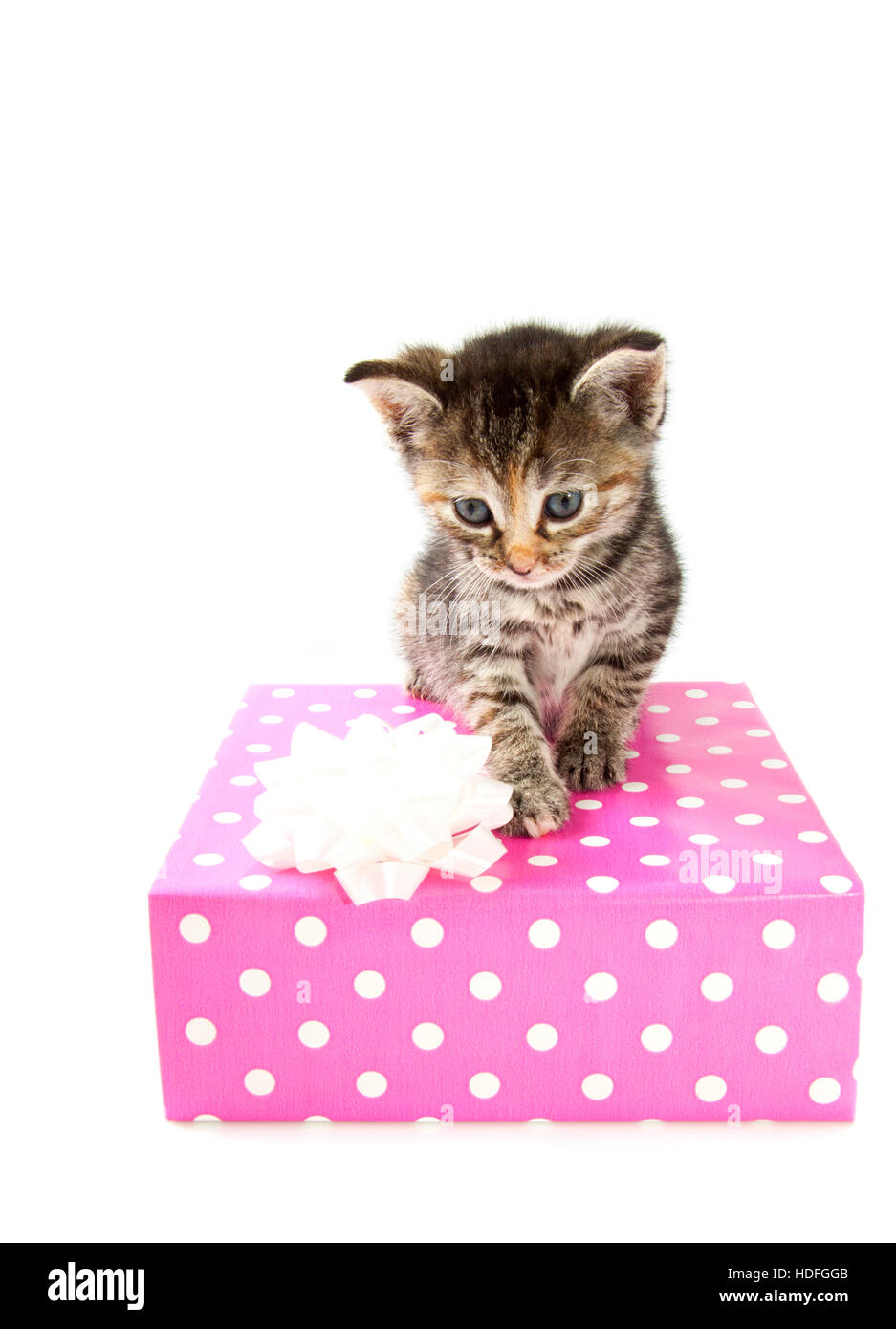 Cyperse kitten on a spotted giftbox isolated over white Stock Photo - Alamy