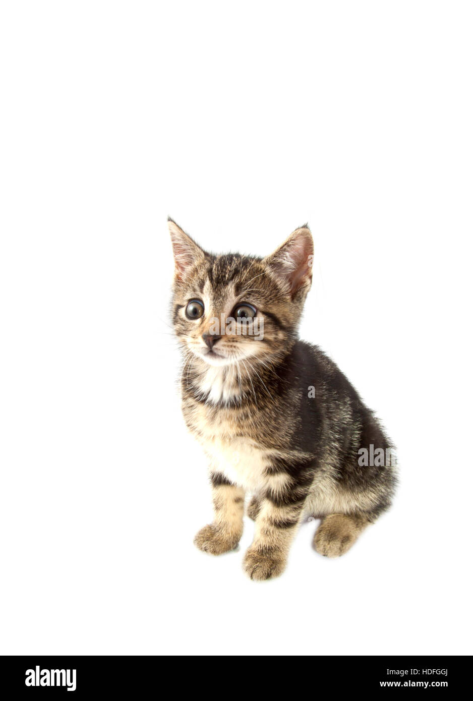 Cyperse kitten sitting isolated on a white background Stock Photo - Alamy