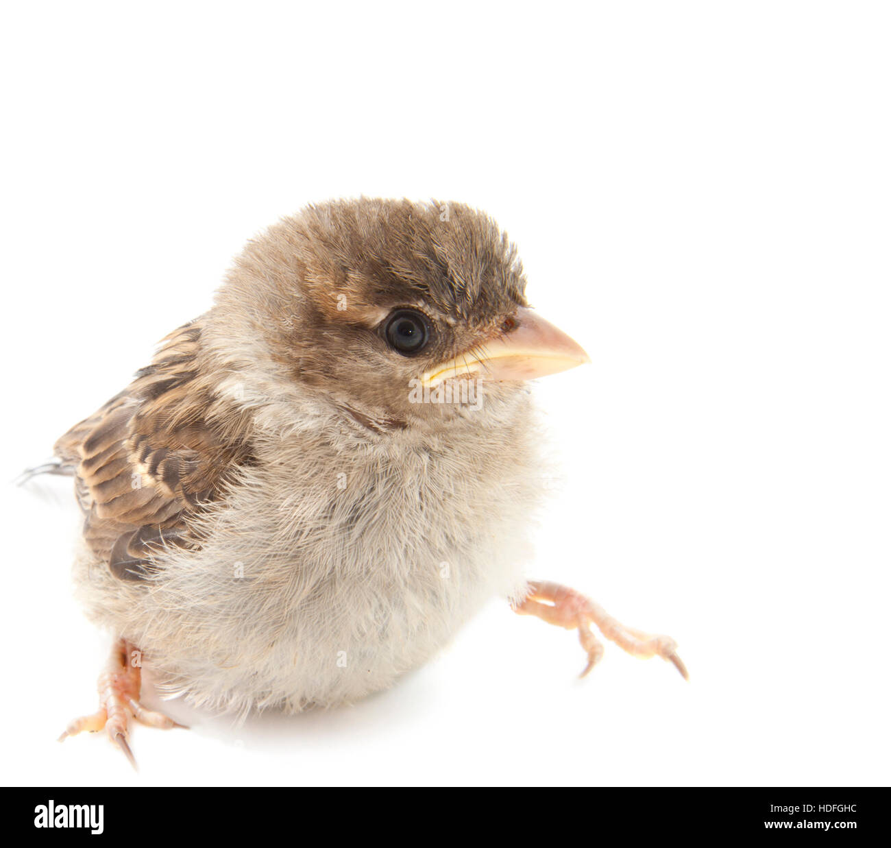 Pretty young sparrow isolated on a white background Stock Photo - Alamy