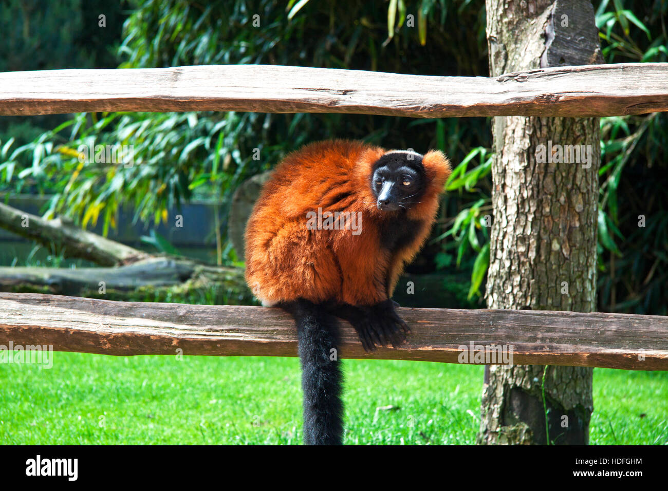 Red vari sitting on a wooden fence for background use Stock Photo - Alamy