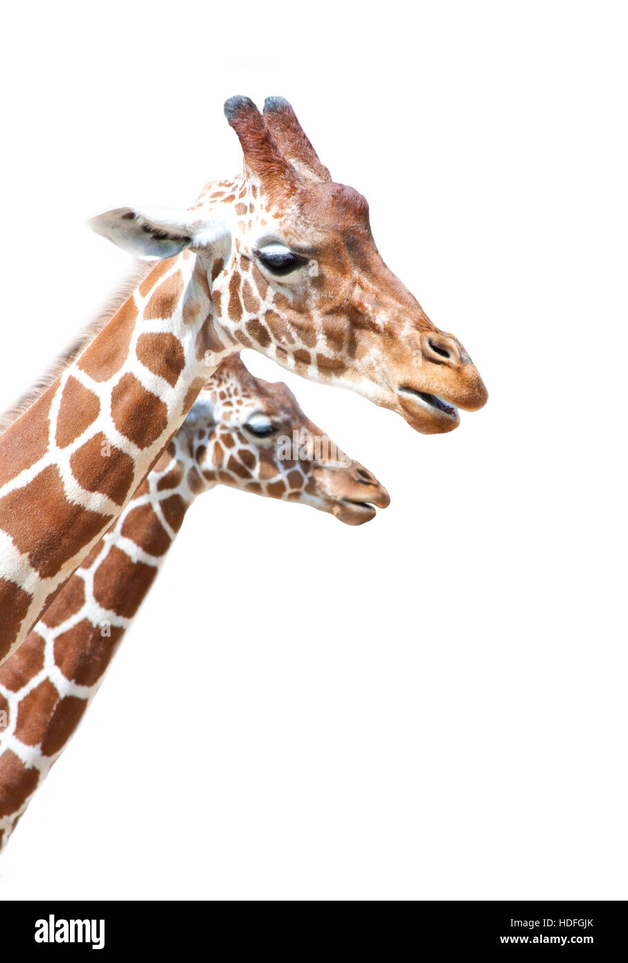 Two pretty giraffes isolated on a white background Stock Photo - Alamy