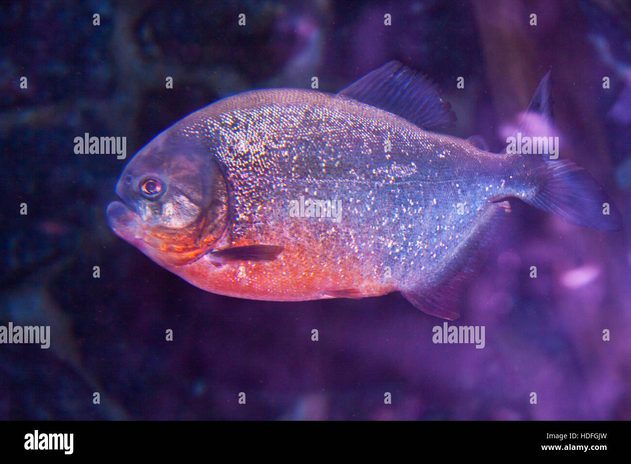 Shiny colorful piranha close up for background use Stock Photo - Alamy