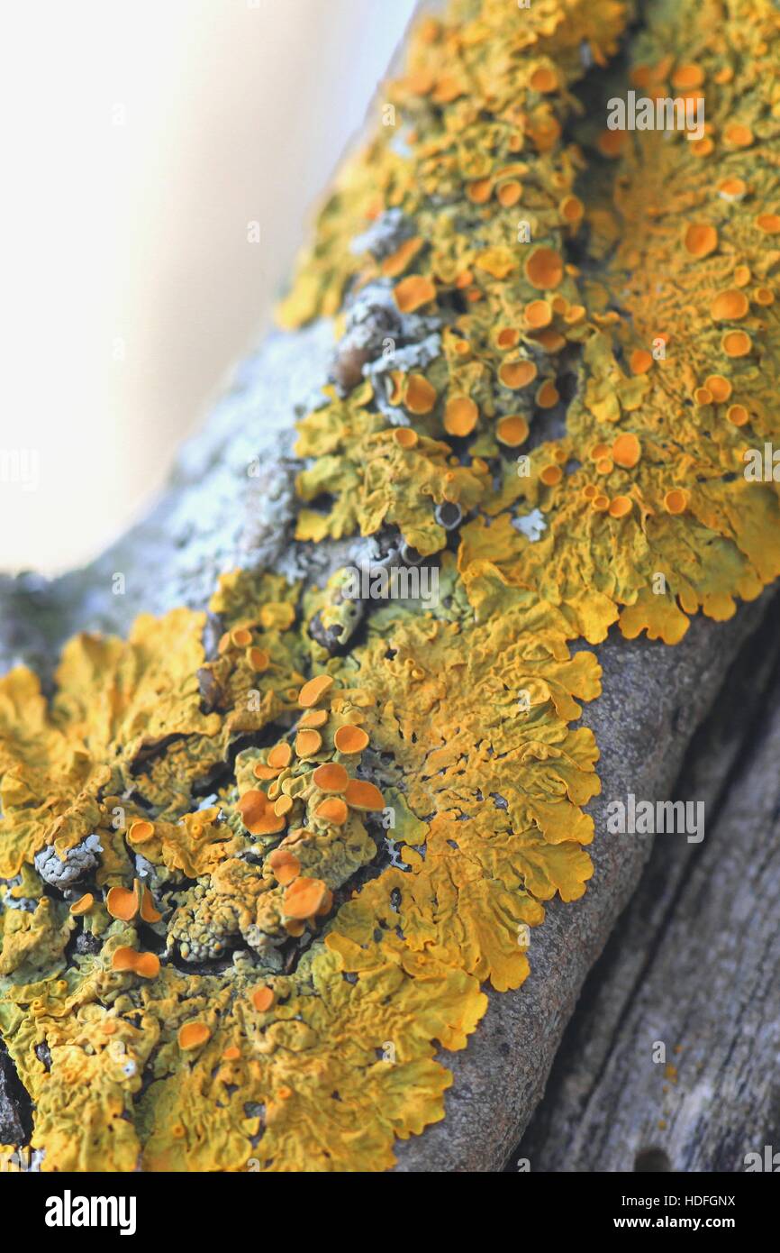 Common orange lichen (Xanthoria parietina Stock Photo - Alamy