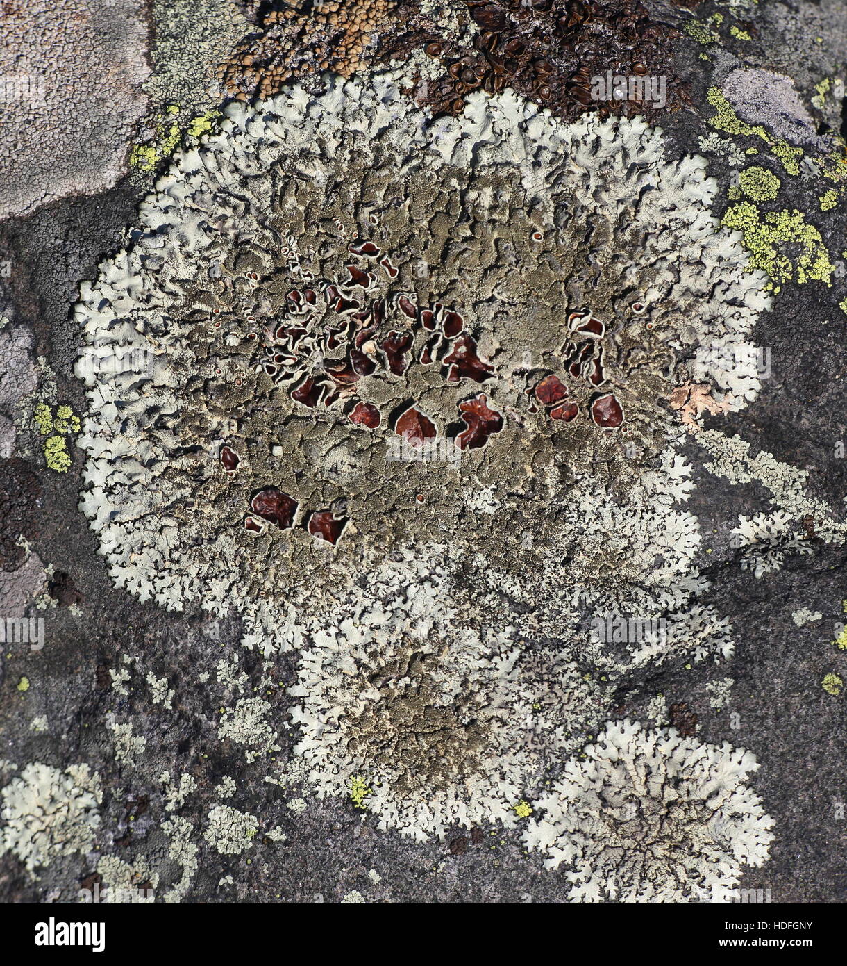 Grey Lichen High Resolution Stock Photography and Images - Alamy