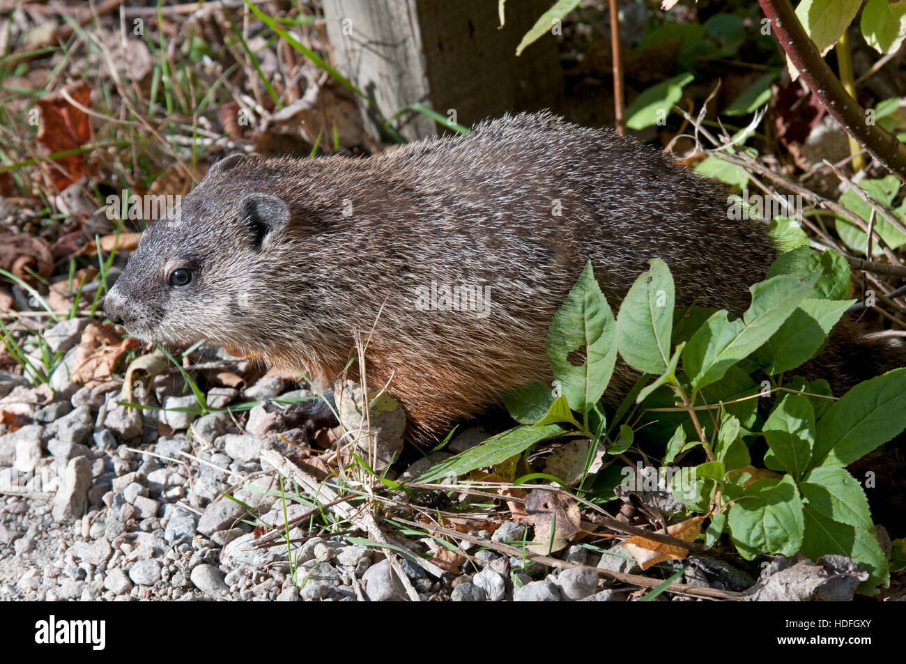 Wild beaver in nature near walking trail Canada Stock Photo - Alamy