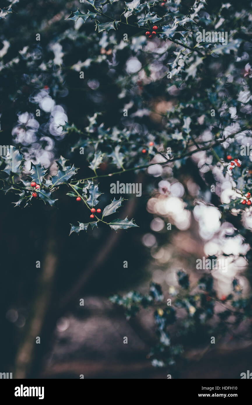 The holy tree hi-res stock photography and images - Alamy