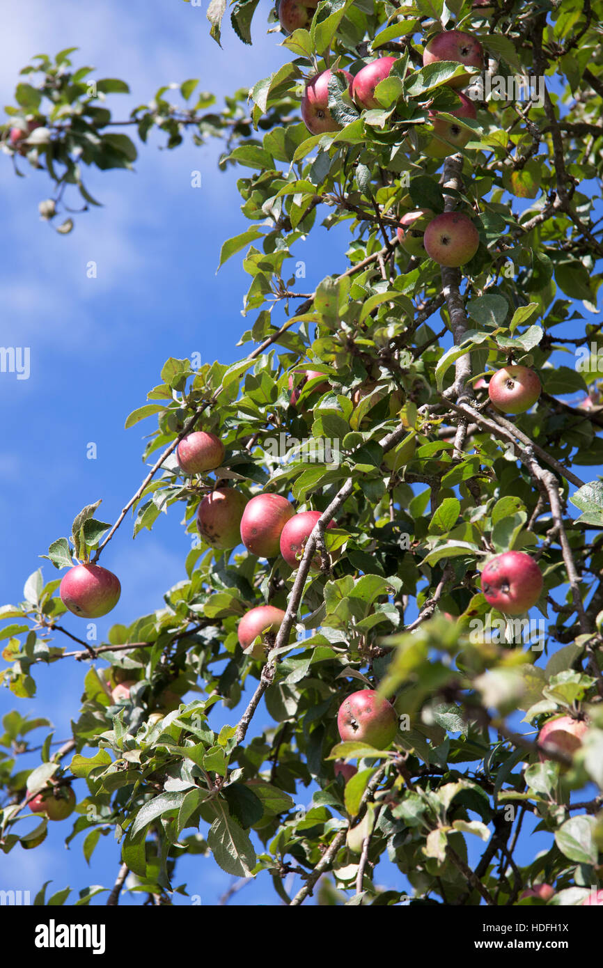Ripe apples on a tree for background use Stock Photo - Alamy