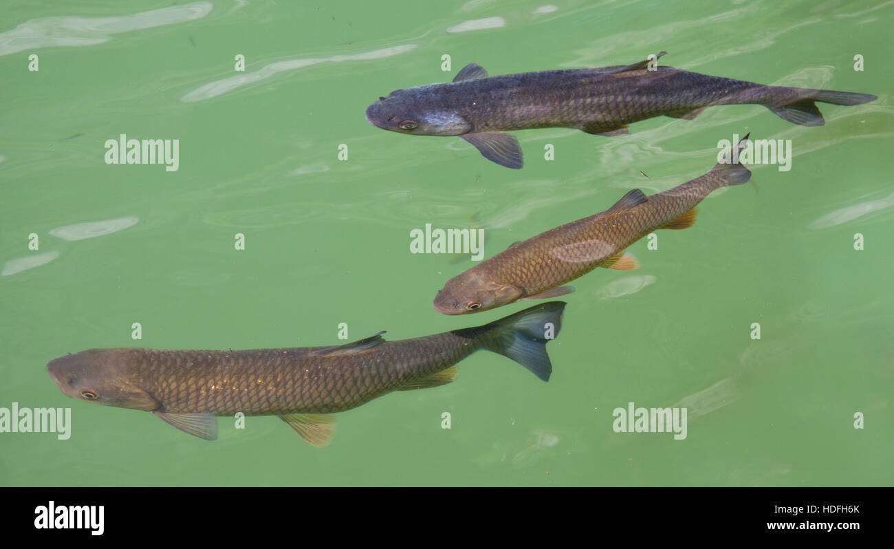 Three fresh river fish hi-res stock photography and images - Alamy