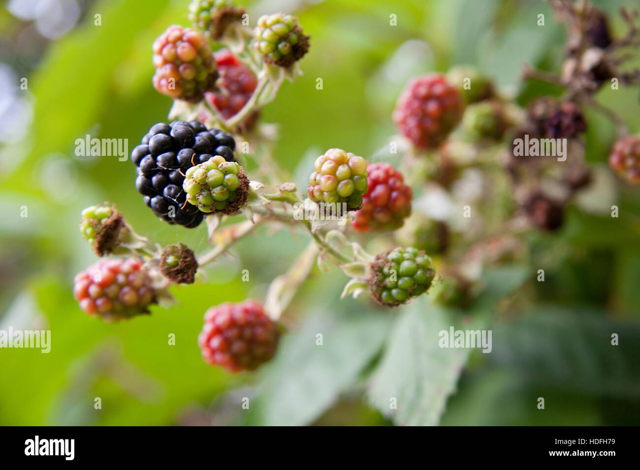 Blackberry fruit plant hi-res stock photography and images - Alamy