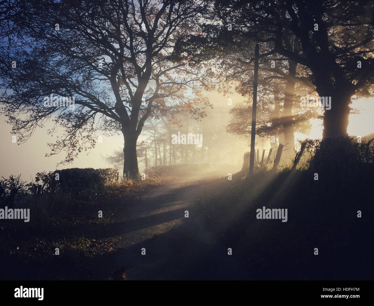 Misty lane hi-res stock photography and images - Alamy