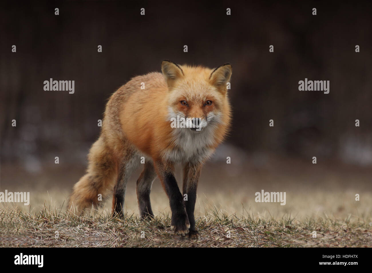 On the prowl hi-res stock photography and images - Alamy