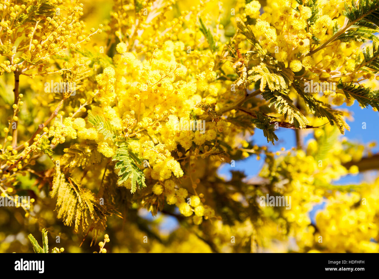 in south africa wildlife mimosa plant and tree in the national park ...