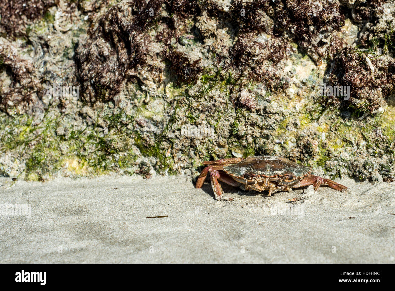 Crab crawling on the sand in beach near rocks in Oman Salalah Nature ...