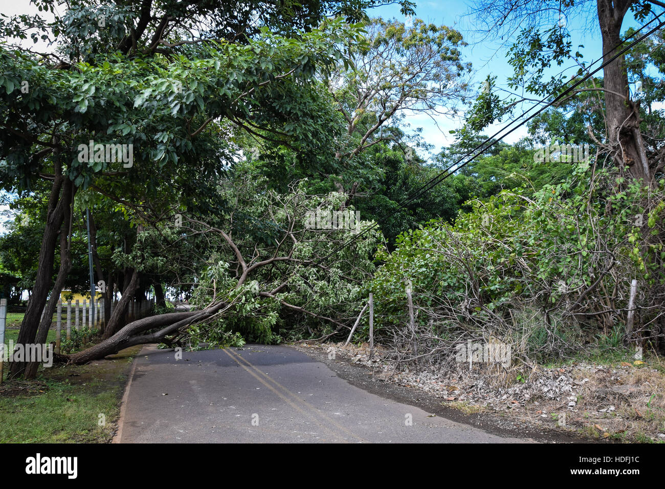 Tree fallen onto power lines following Hurricane Otto, Costa Rica Stock ...