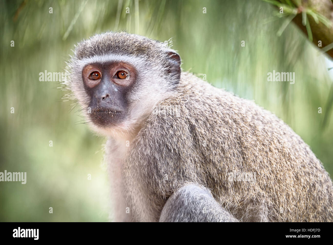 blur in south africa kruger wildlife nature reserve and wild monkey ...