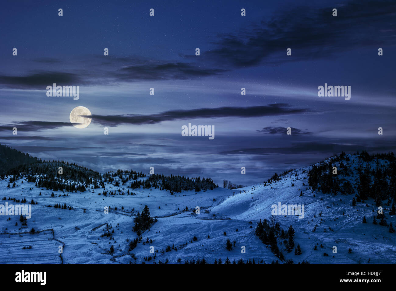spruce forest on a meadow full of snow at night in full moon light ...