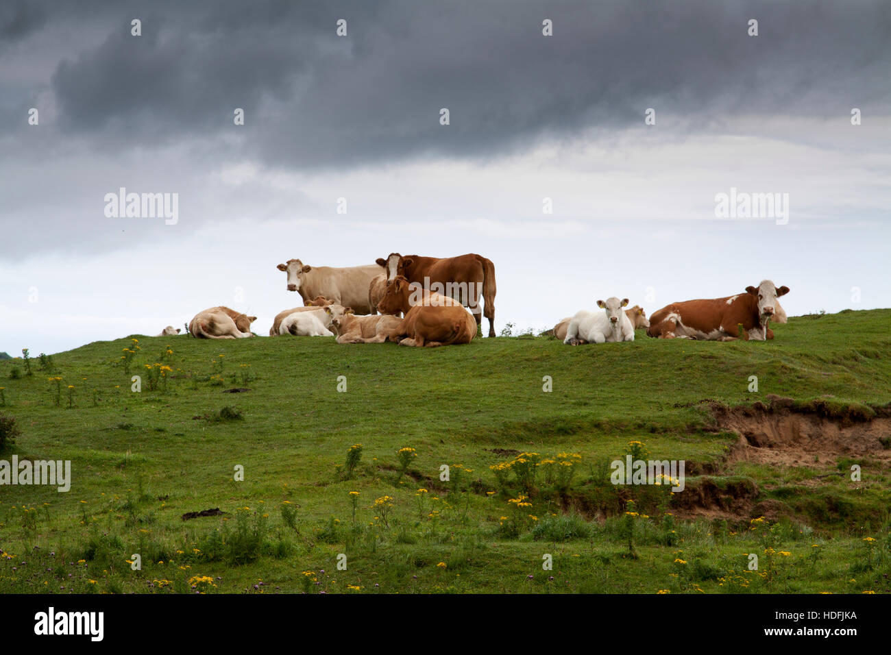 Ireland cows in meadow Stock Photo - Alamy
