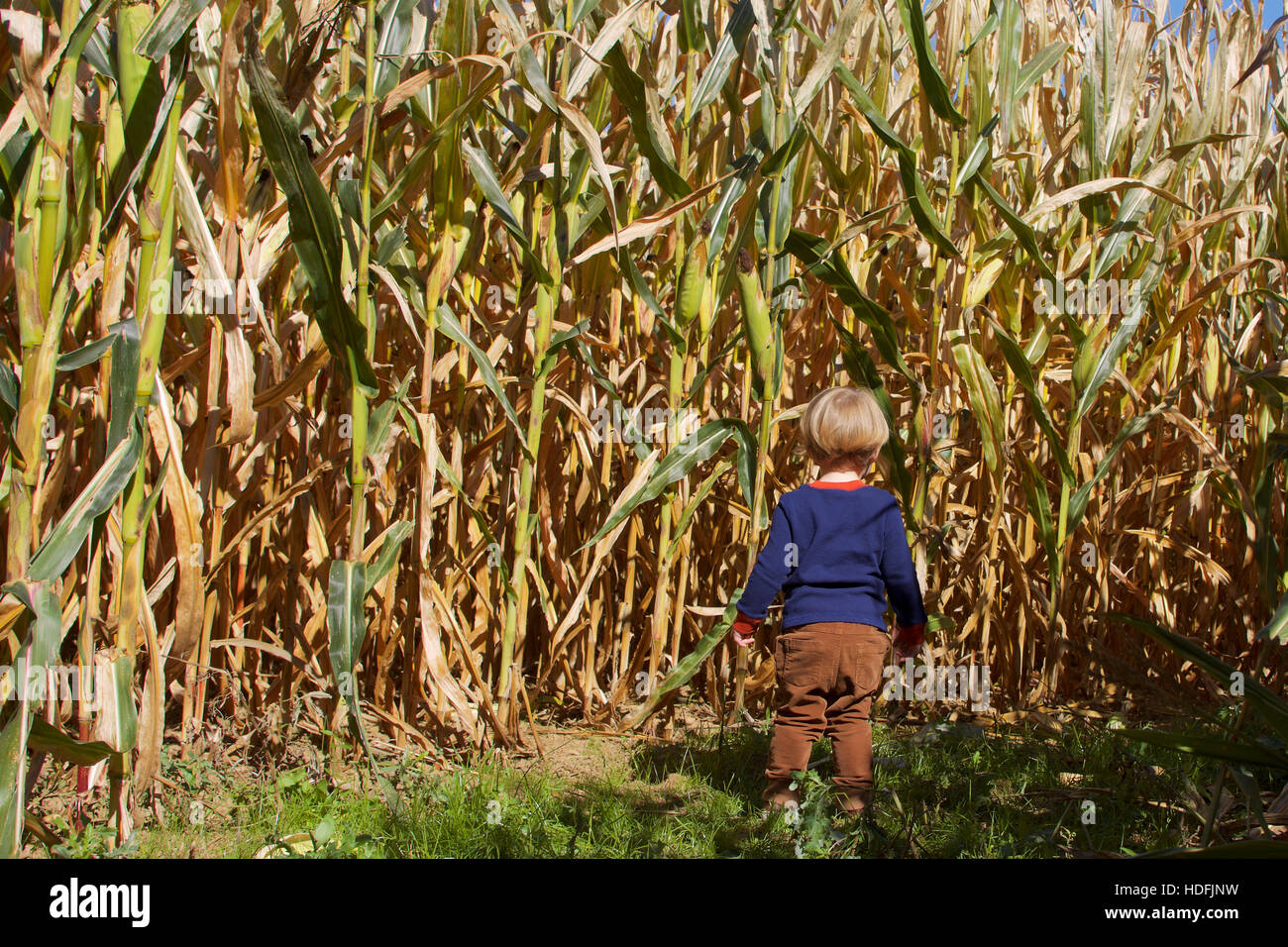 Child corn maze hi-res stock photography and images - Alamy