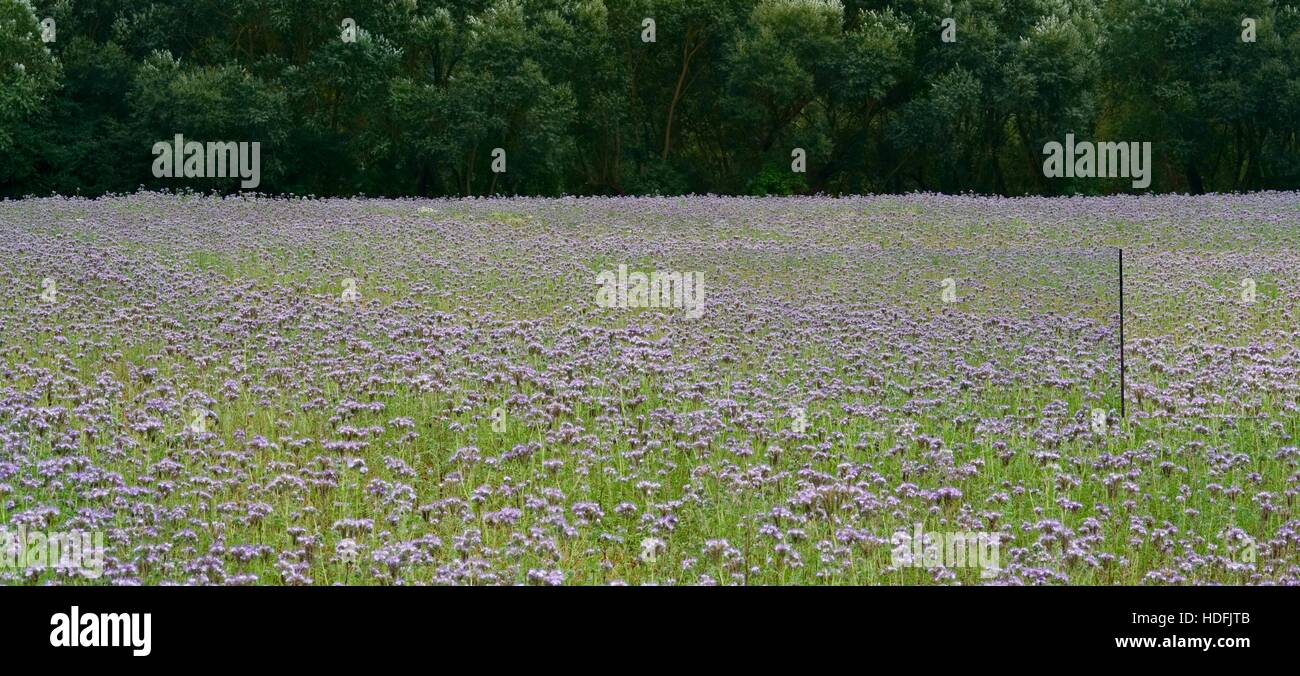 view of a violet meadow Stock Photo - Alamy