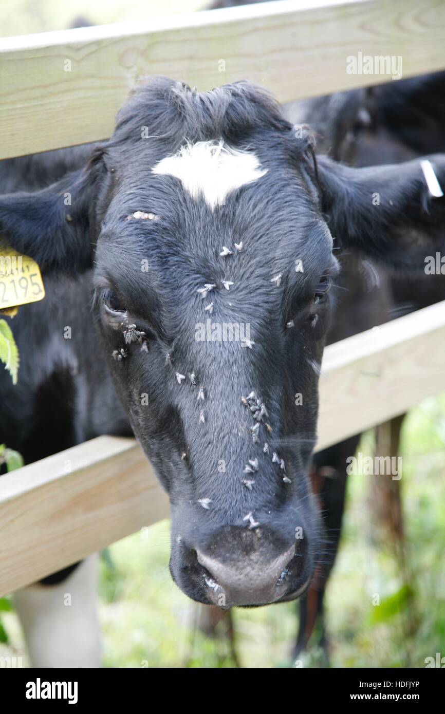 Cow covered in flies Stock Photo - Alamy