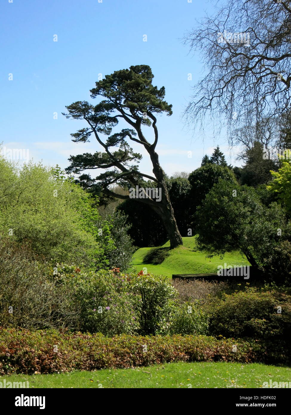 Dartington Hall Monterey Pine Tree Stock Photo - Alamy