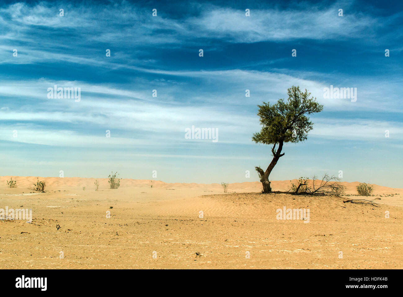outdoor dry sand tree standing dune in oman sky old biggest desert rub ...