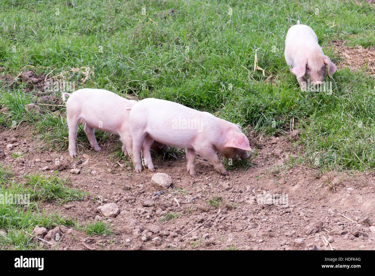 Pigs In A Field High Resolution Stock Photography and Images - Alamy