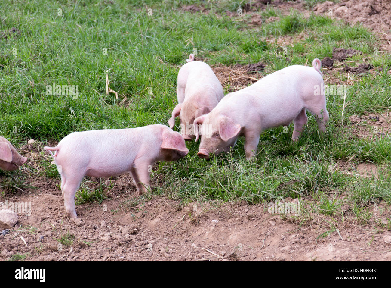 Pigs In A Field High Resolution Stock Photography and Images - Alamy