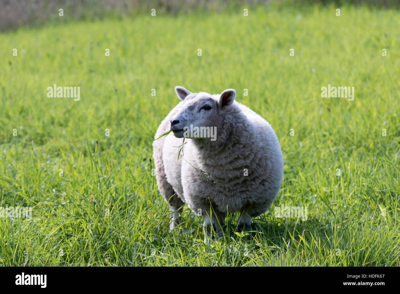 Rearing Sheep High Resolution Stock Photography and Images - Alamy