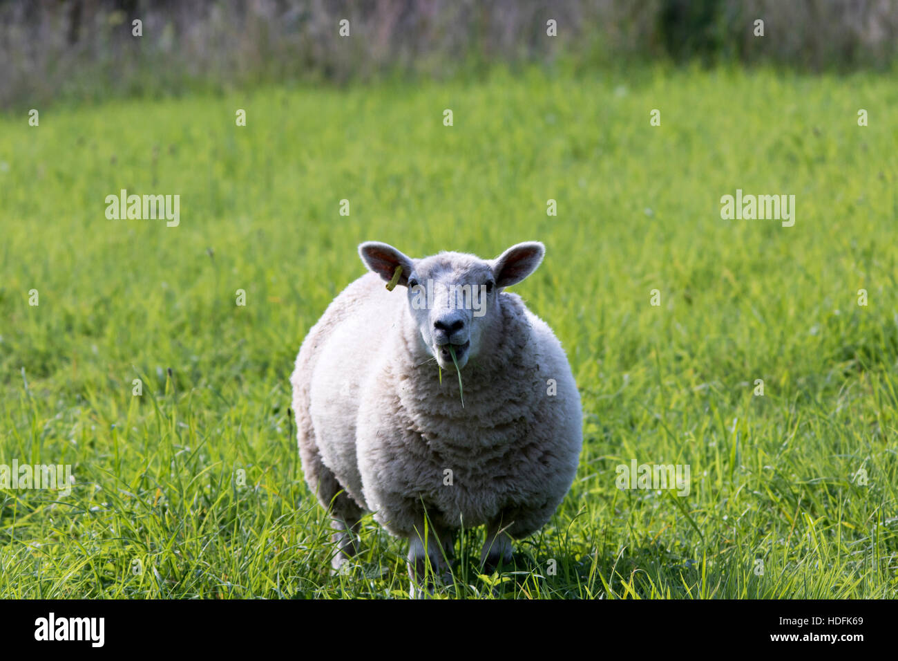 Rearing Sheep High Resolution Stock Photography and Images - Alamy
