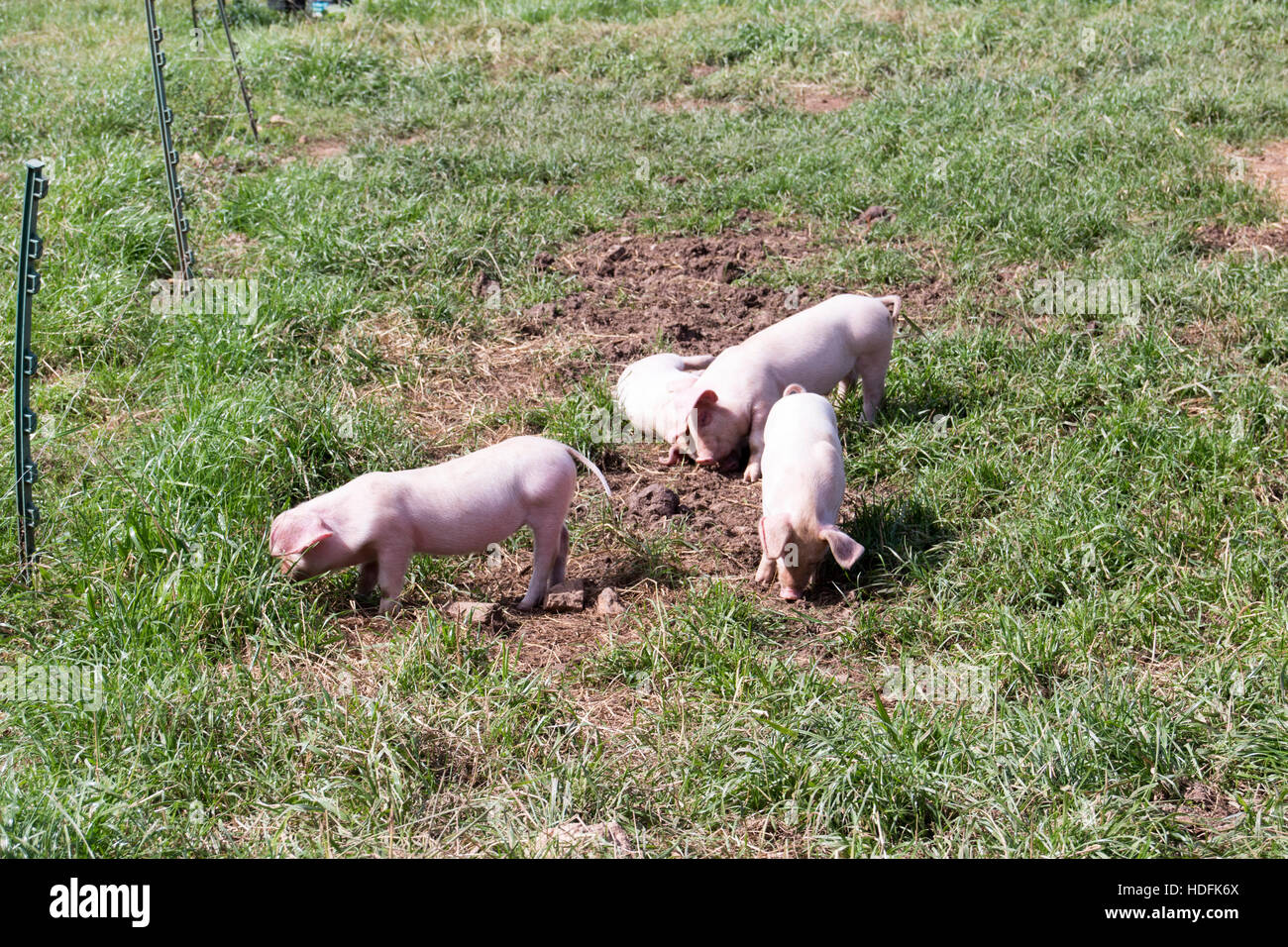 Pig Farming Stock Photos & Pig Farming Stock Images - Alamy