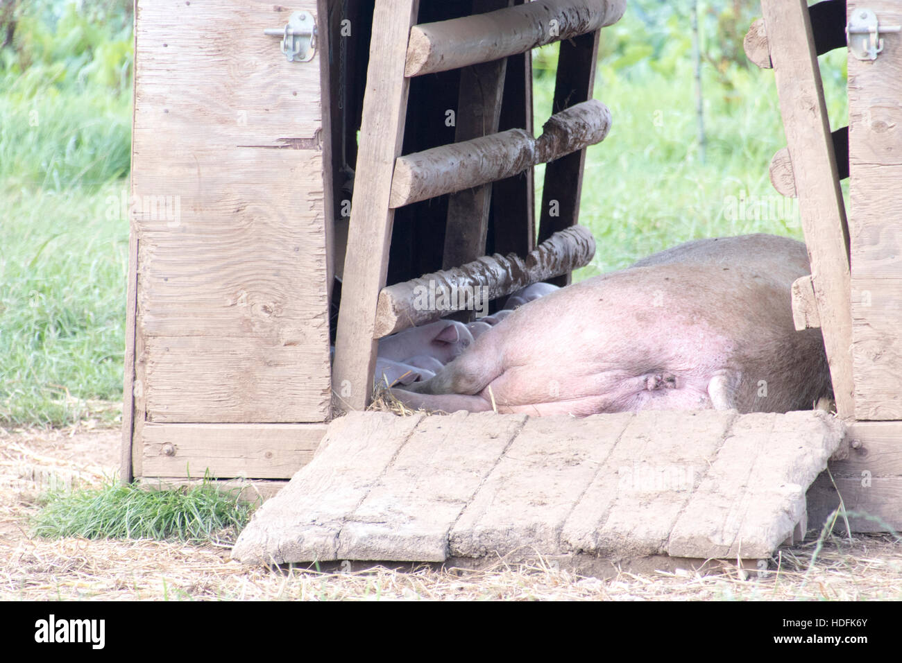 Pig In Sty High Resolution Stock Photography and Images - Alamy