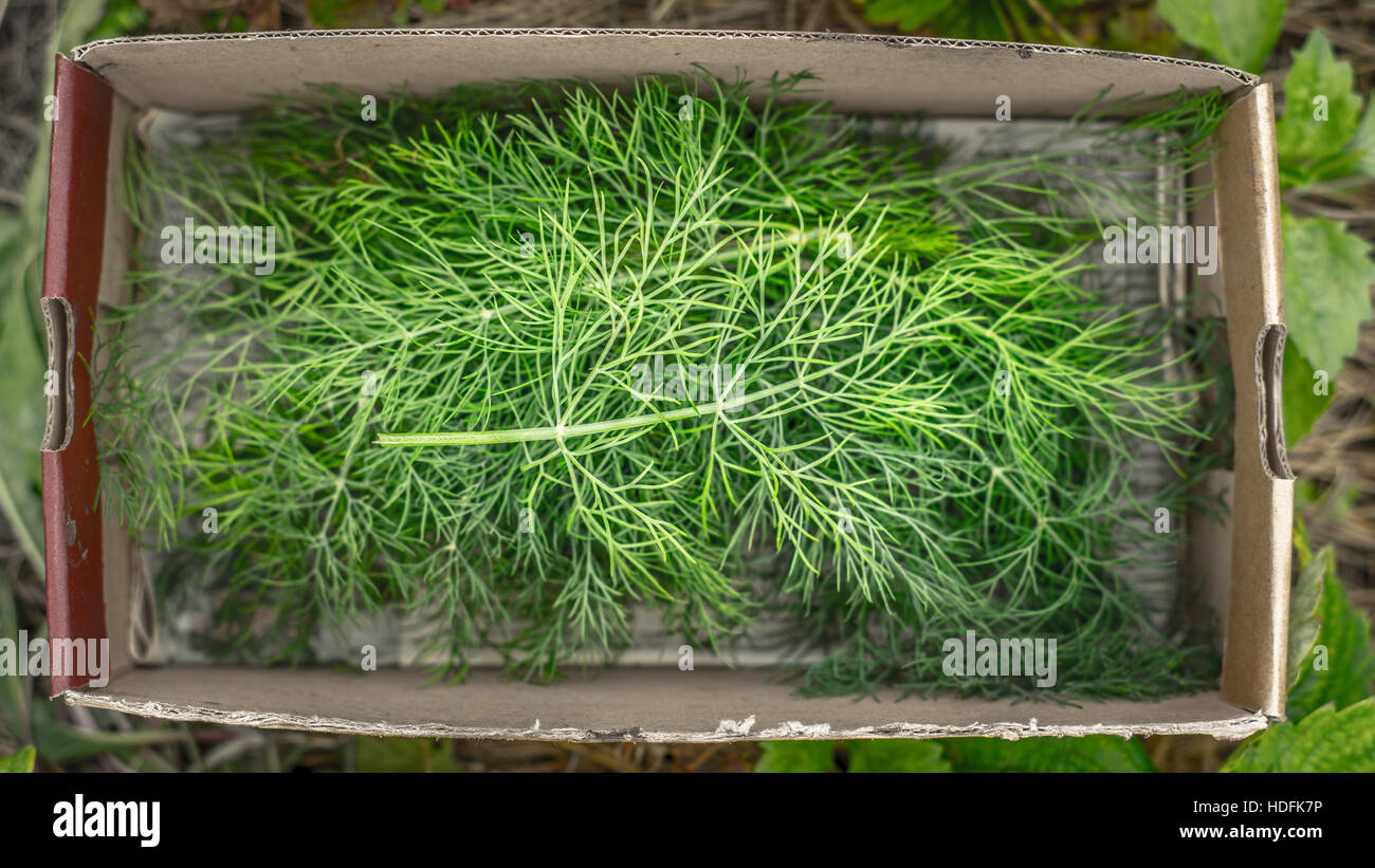 Dill hi-res stock photography and images - Alamy