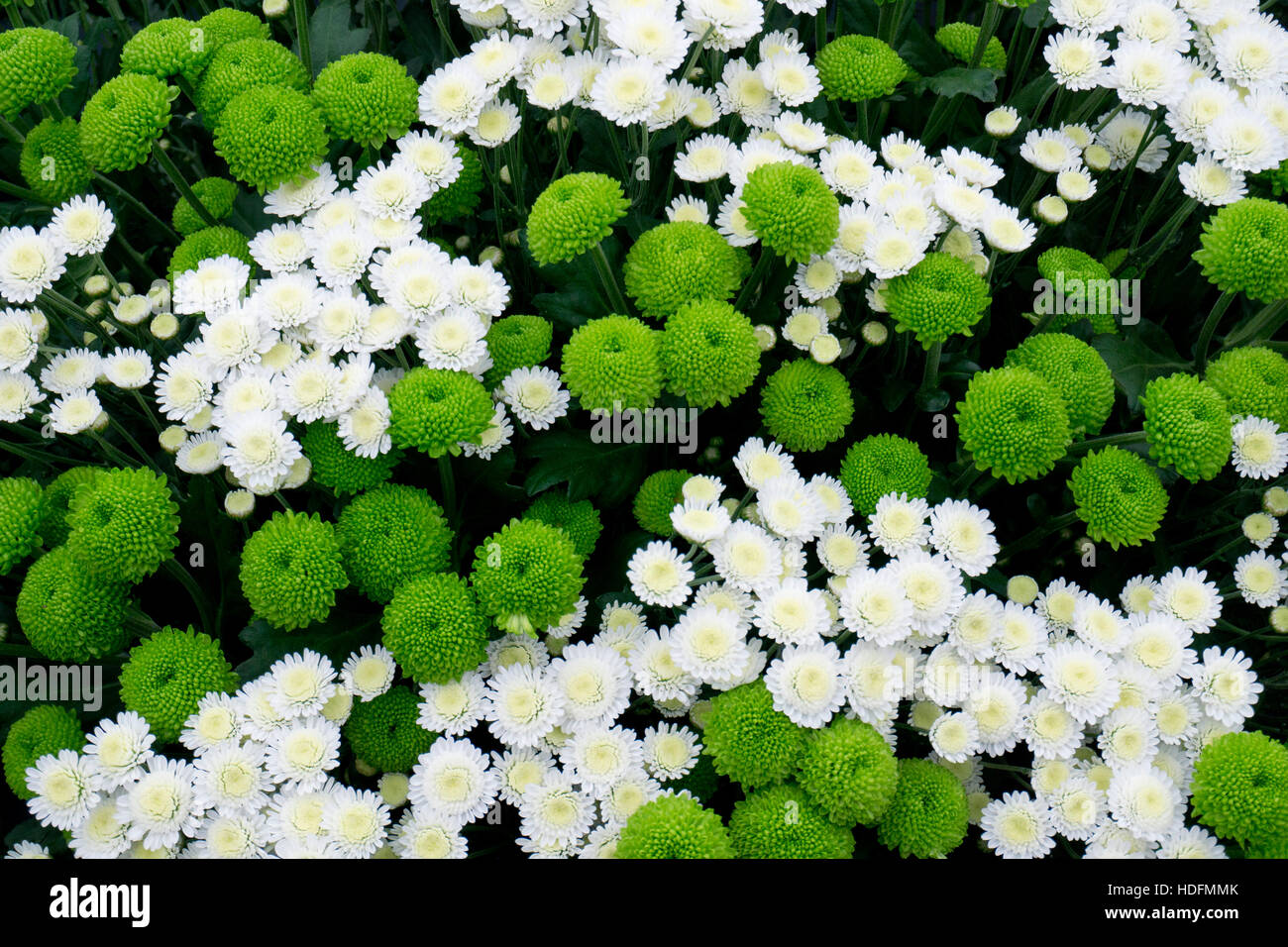 Chrysanths hi-res stock photography and images - Alamy