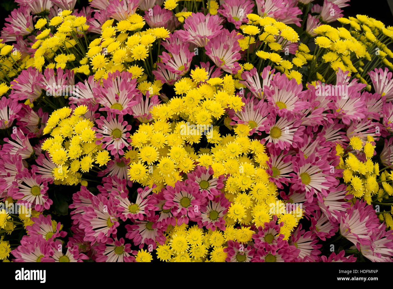 Chrysanthemum dance flower flowers yellow pink Stock Photo - Alamy
