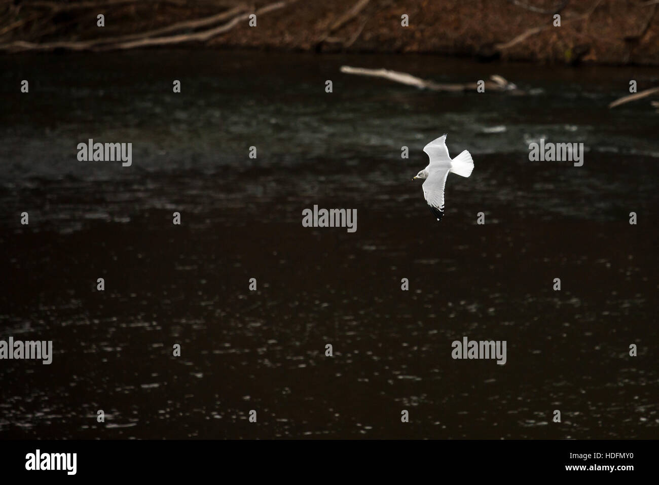 A common gull swoops low over a flowing river Stock Photo - Alamy
