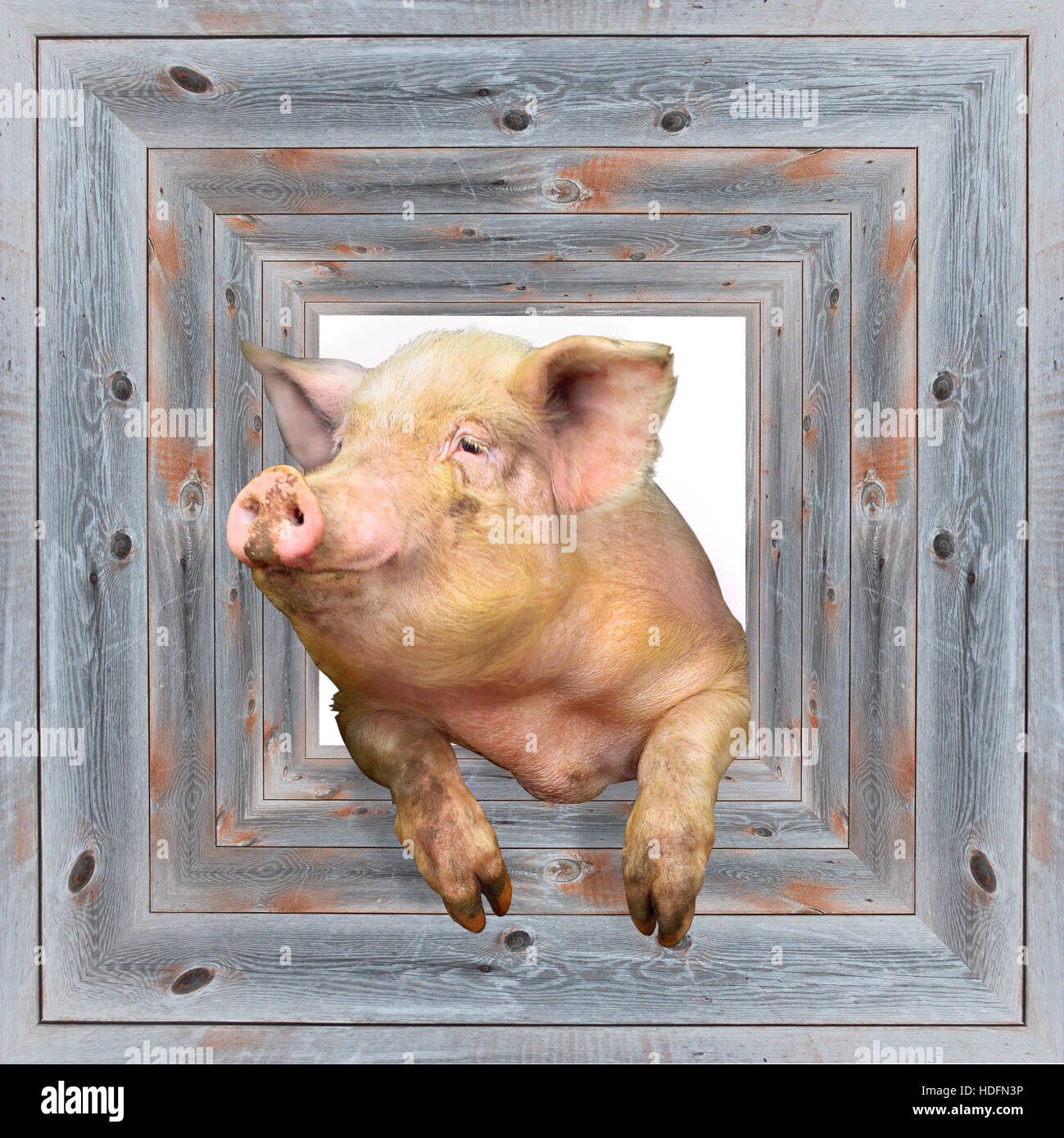 Animal frame hi-res stock photography and images - Alamy