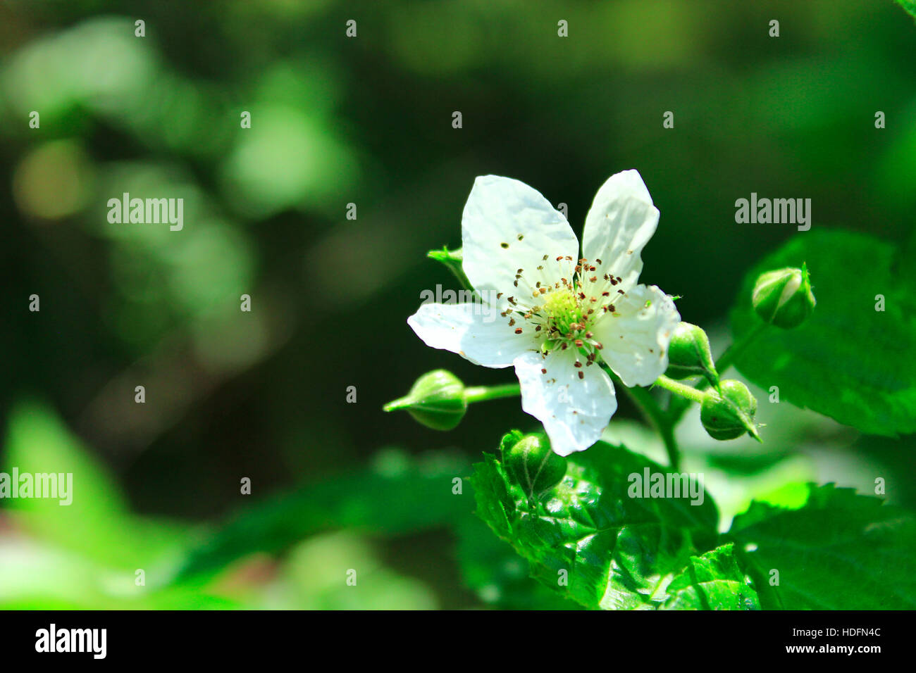 white wild raspberry flower on the bush in the forest Stock Photo - Alamy