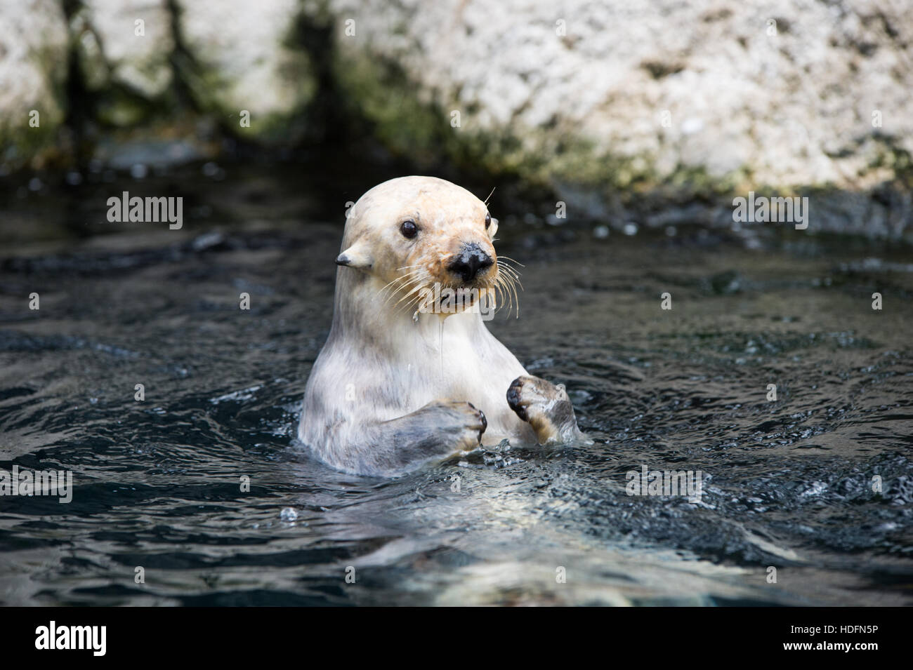 Otter at the New York Aquarium Stock Photo - Alamy