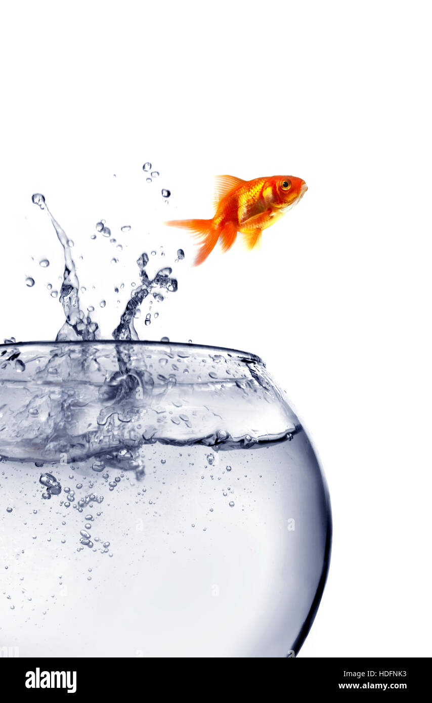 Goldfish water splash hi-res stock photography and images - Alamy