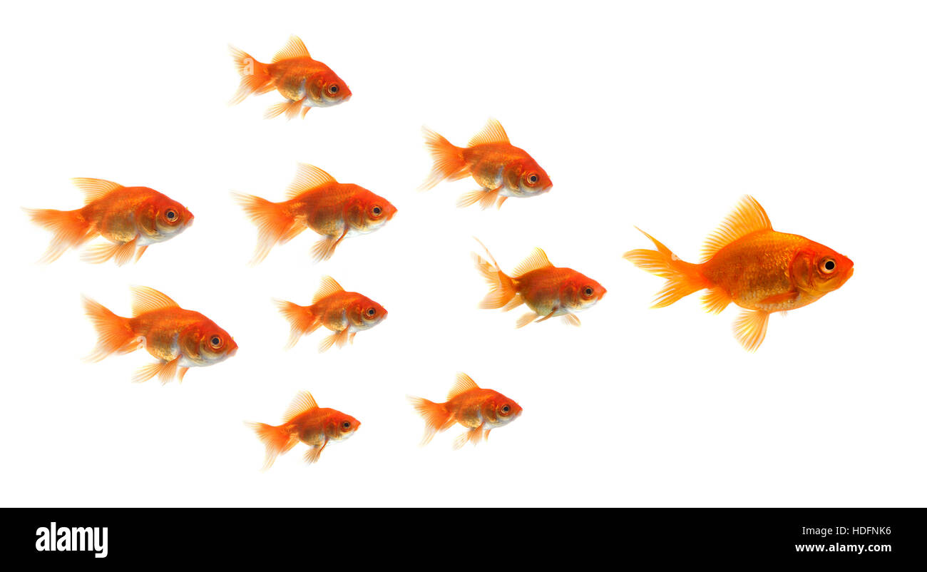 goldfish standing out of the crowd Stock Photo - Alamy