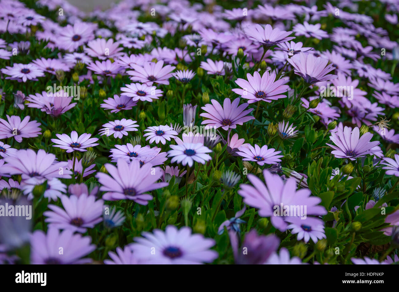 Violet And Daisy Stills