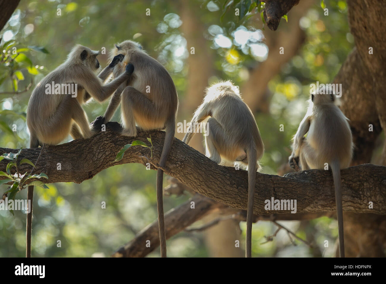 Northern Plains Gray Langur monkeys (Semnopithecus entellus) also known ...