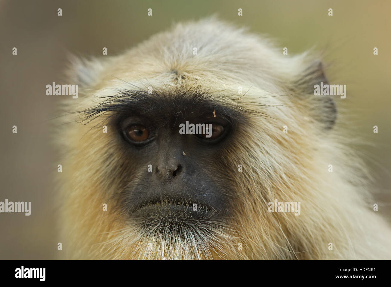 Northern Plains Gray Langur monkeys (Semnopithecus entellus) also known ...