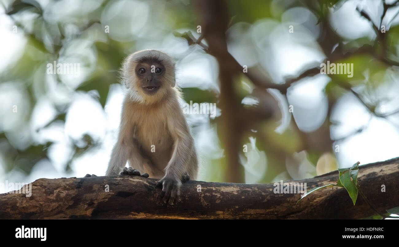 Baby gray langur sitting in a tree, Rajasthan, India. Gray langurs are ...