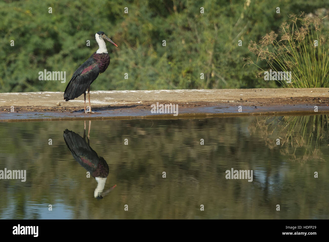 Woolly necked stork sitting and grooming himself Stock Photo - Alamy