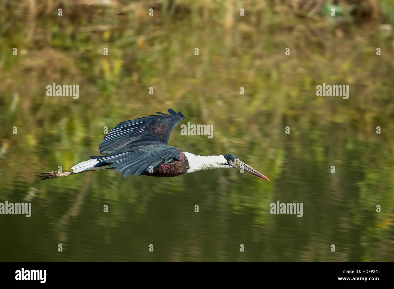 Woolly necked stork flying with green background at natural habitat ...
